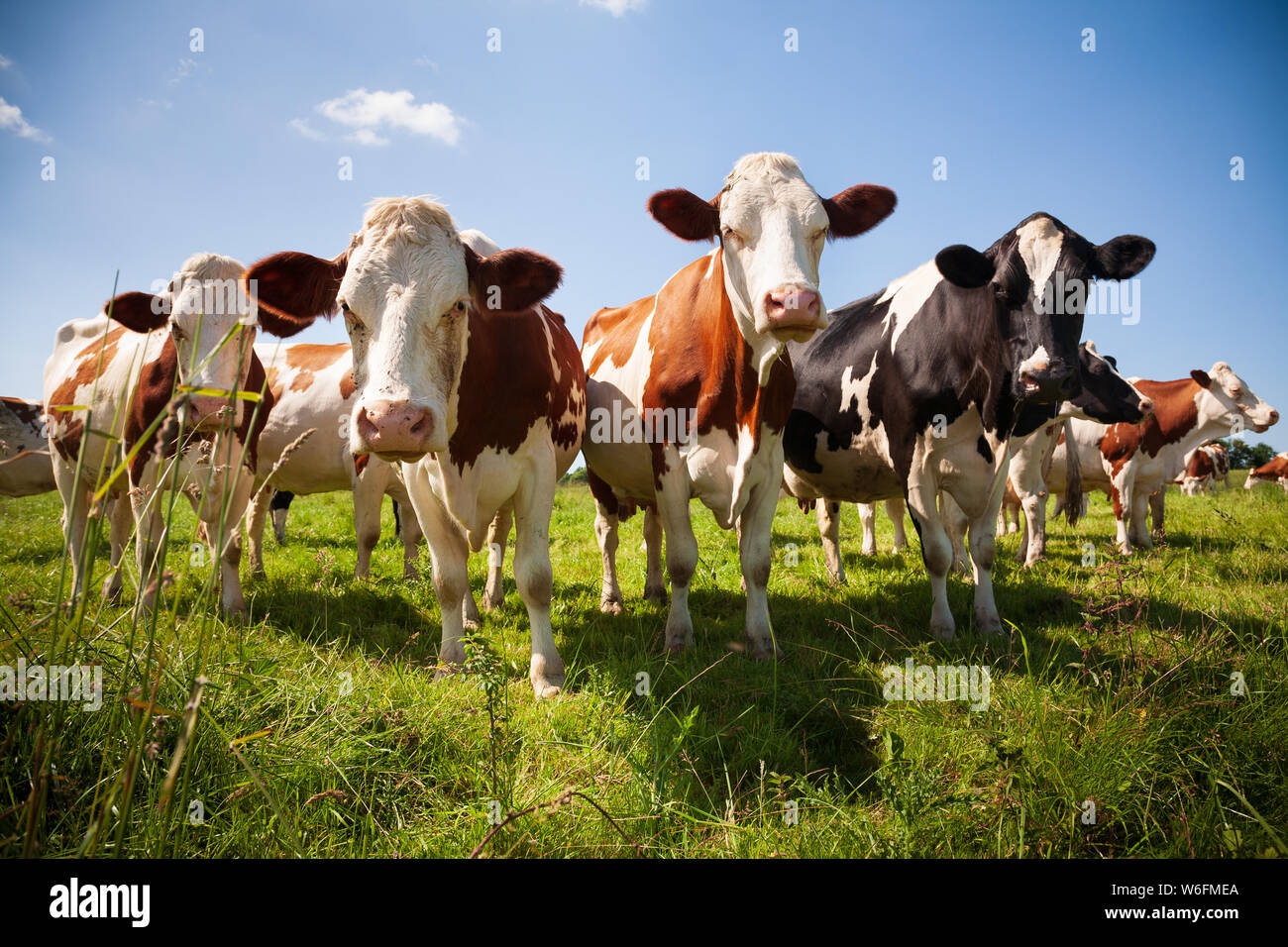 Green cow hi-res stock photography and images - Alamy