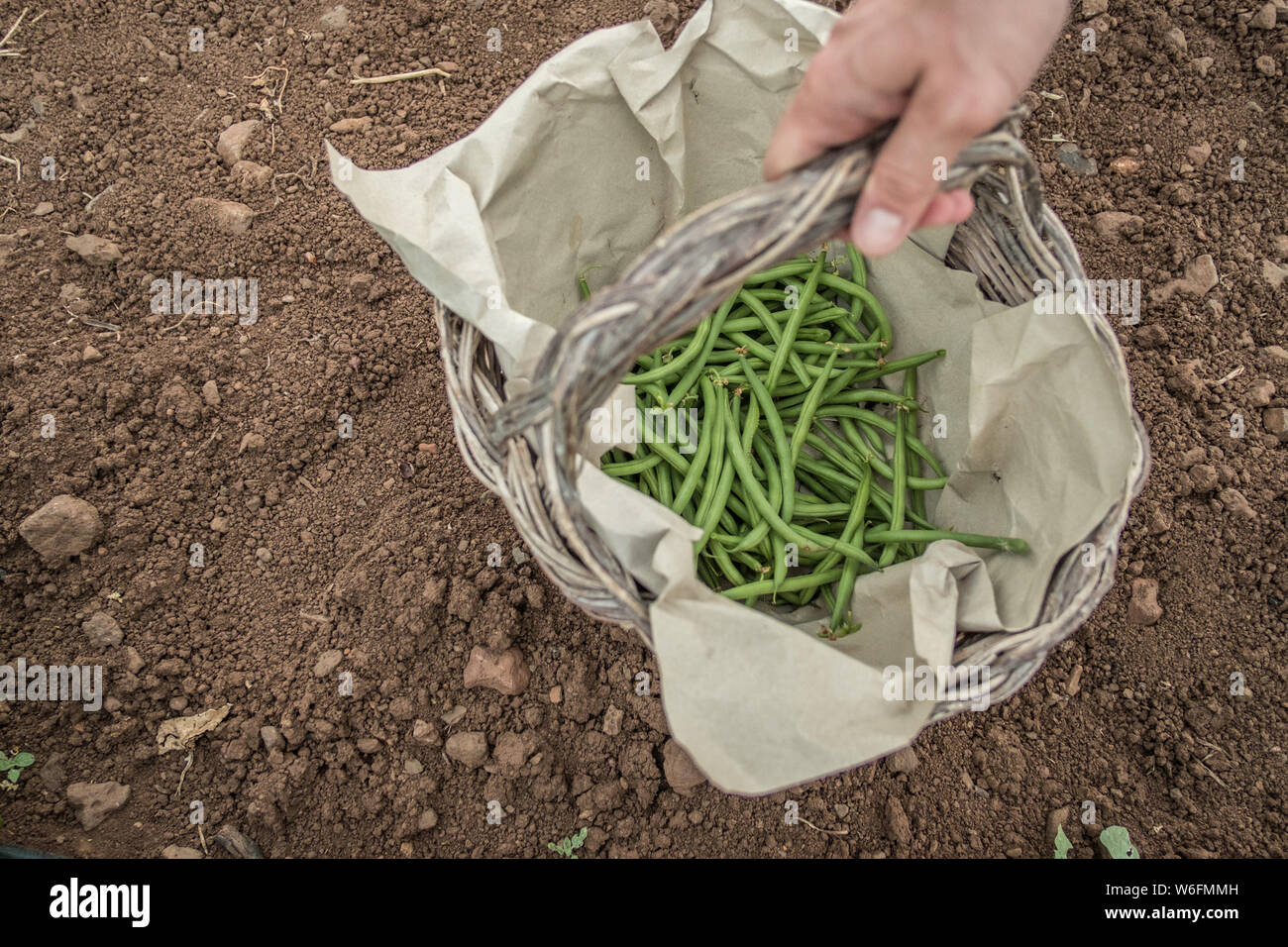 Green bean basket hi-res stock photography and images - Alamy