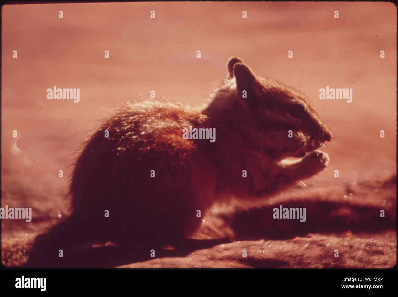 CHIPMUNK AT CAMPGROUND OF DEAD HORSE POINT STATE PARK Stock Photo - Alamy