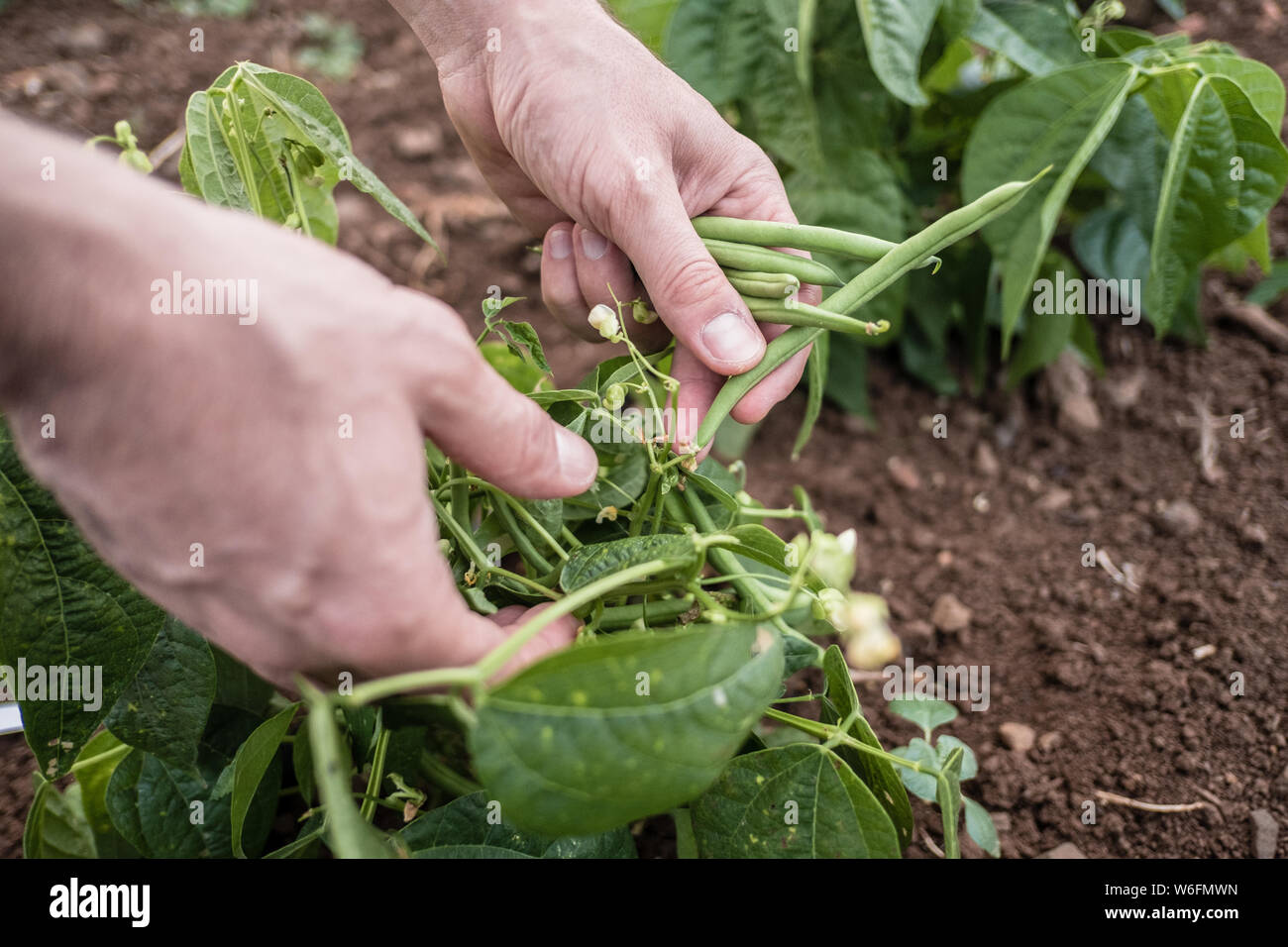 Farmer's hands picking green beans Stock Photo - Alamy