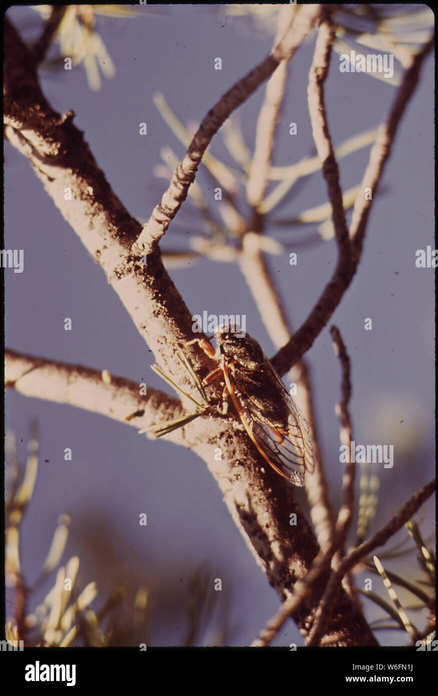 CICADA IN A PINON PINE TREE NATURAL BRIDGES NATIONAL MONUMENT Stock ...