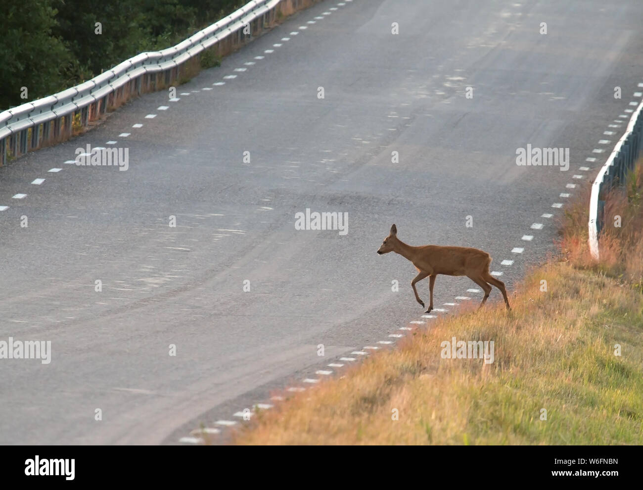 Deer on highway hi-res stock photography and images - Alamy
