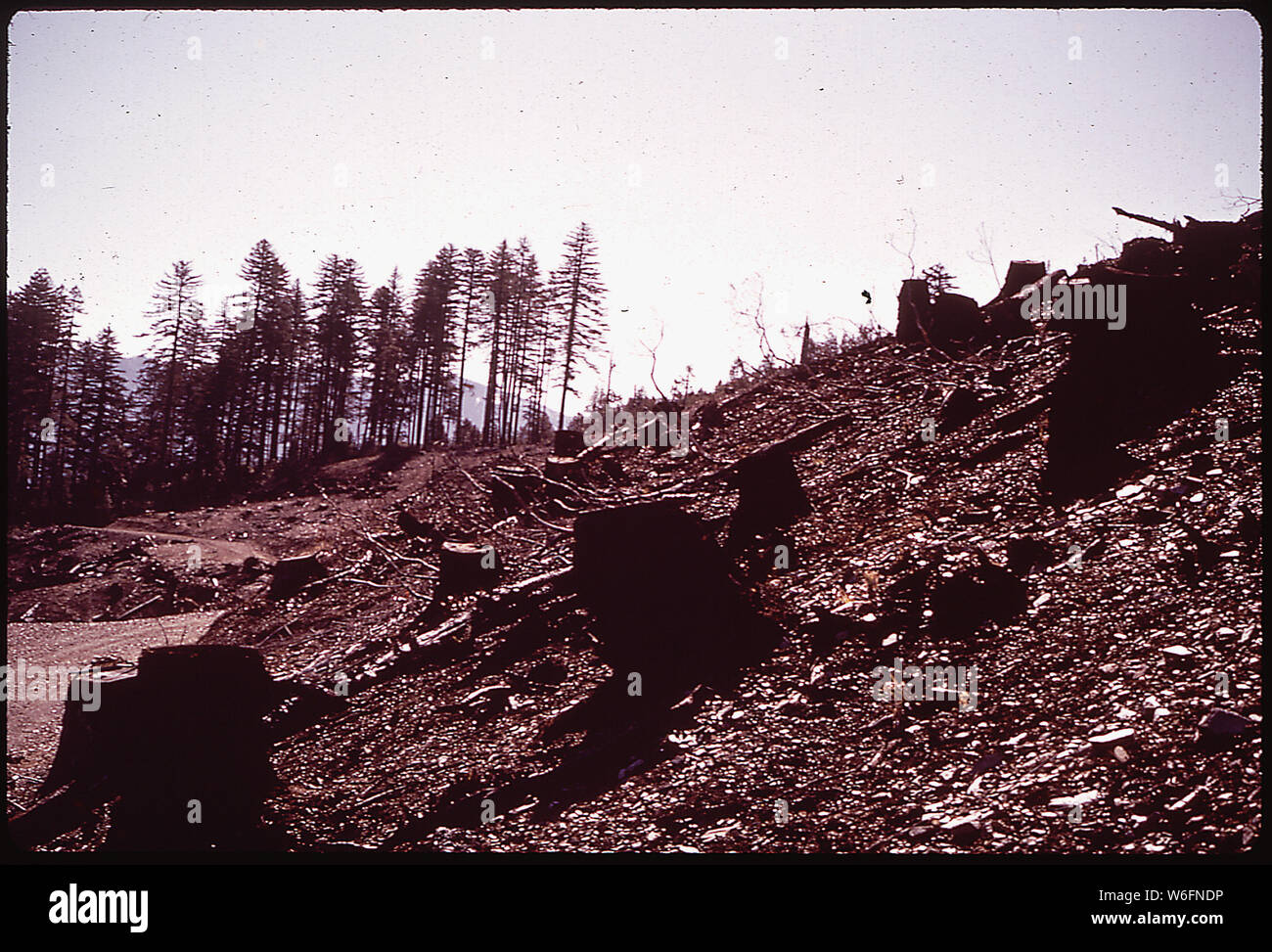 CLEAR CUT AND BURNT-OVER AREA Stock Photo - Alamy