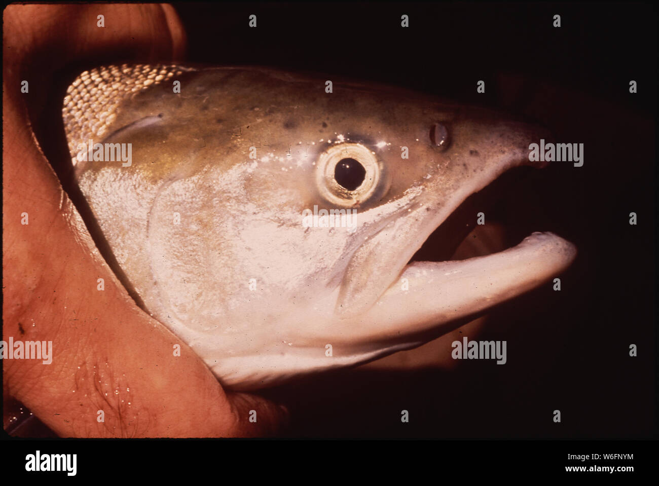 CLOSE-UP OF SOCKEYE SALMON. SALMON ARE STUDIED AT THE NATIONAL ...