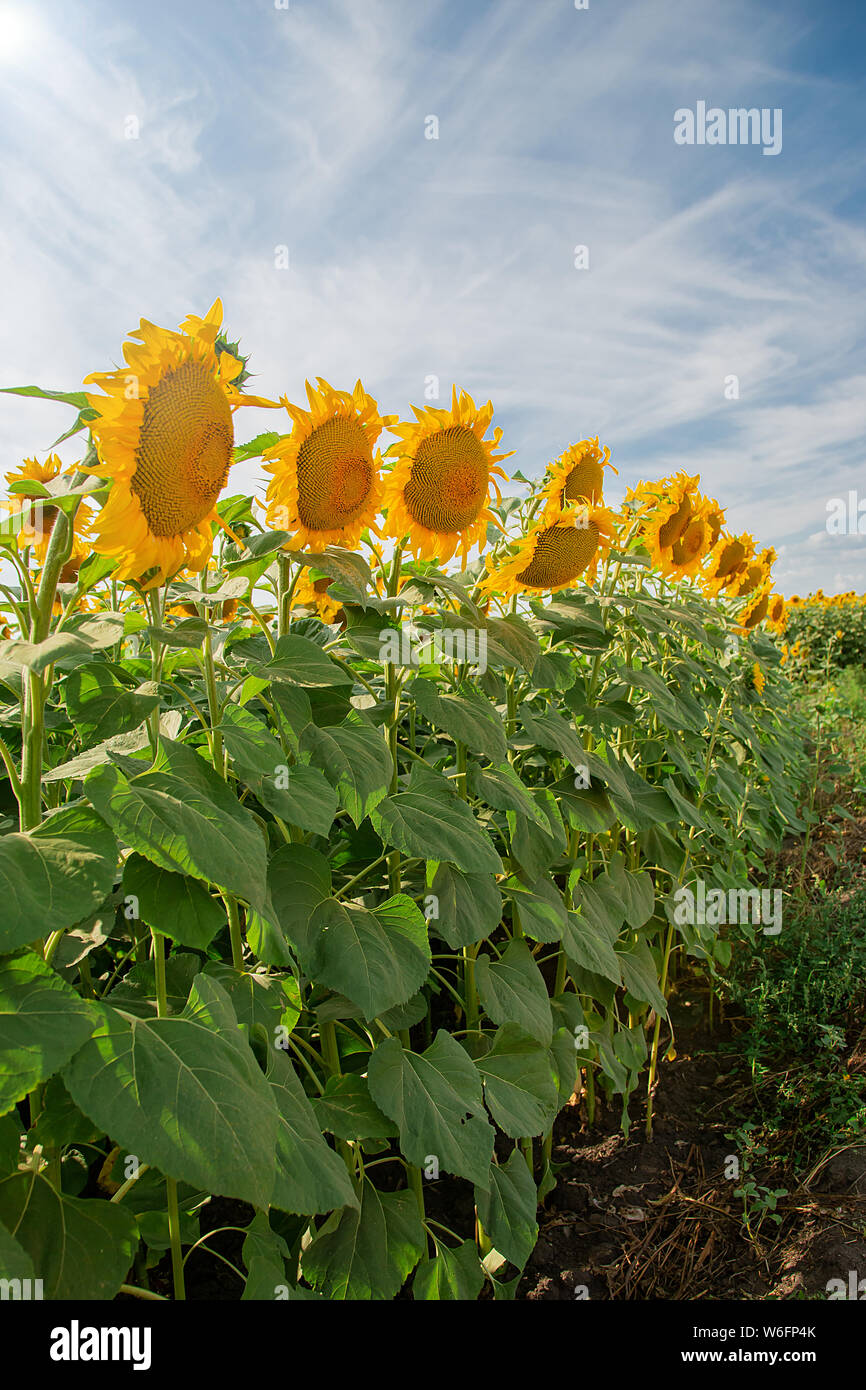 Sunflowers in a field of sunflowers under a blue sky. Close up of crops Stock Photo - Alamy