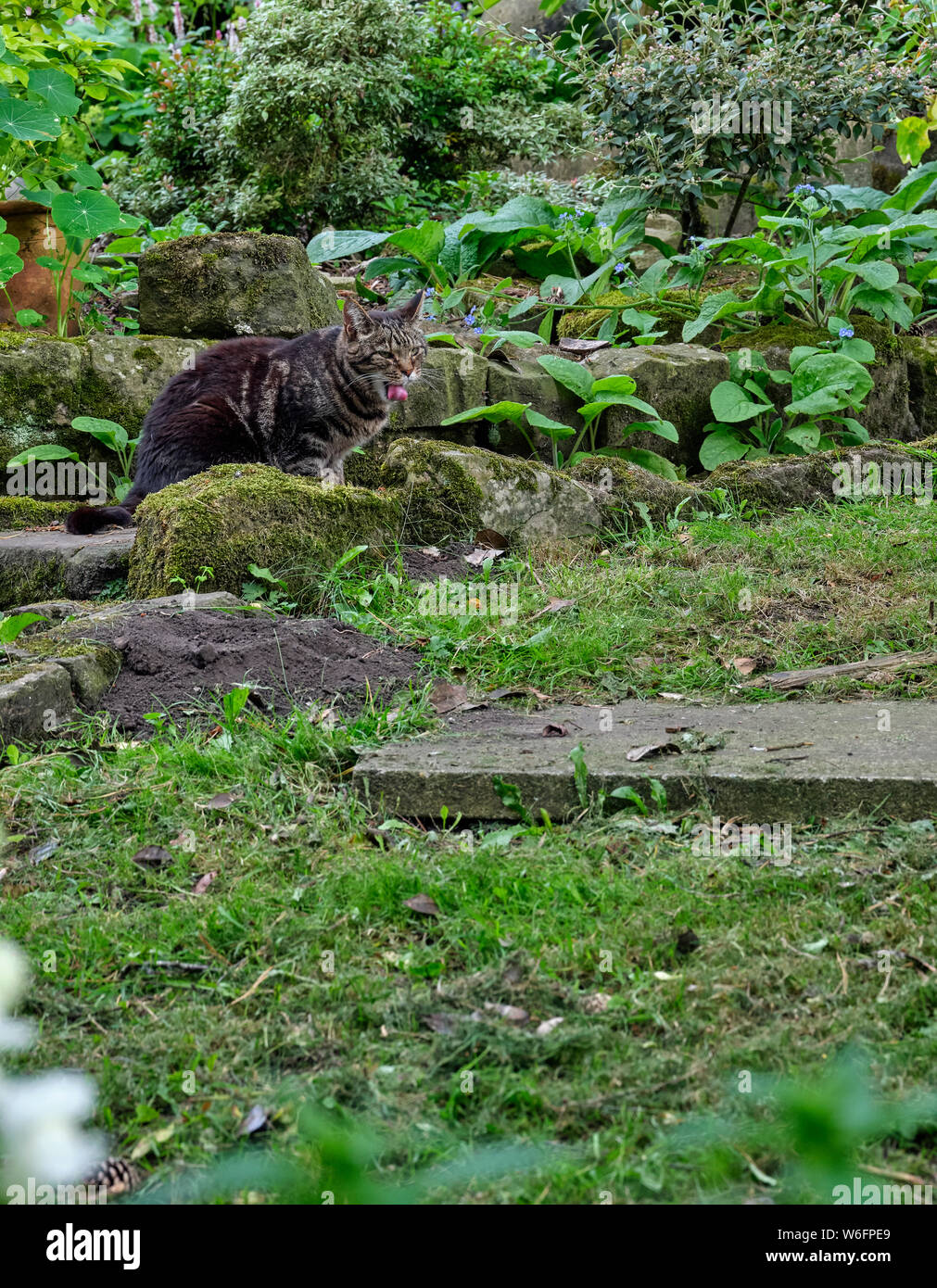 Domestic cat excited having just spotted something that might be within ...