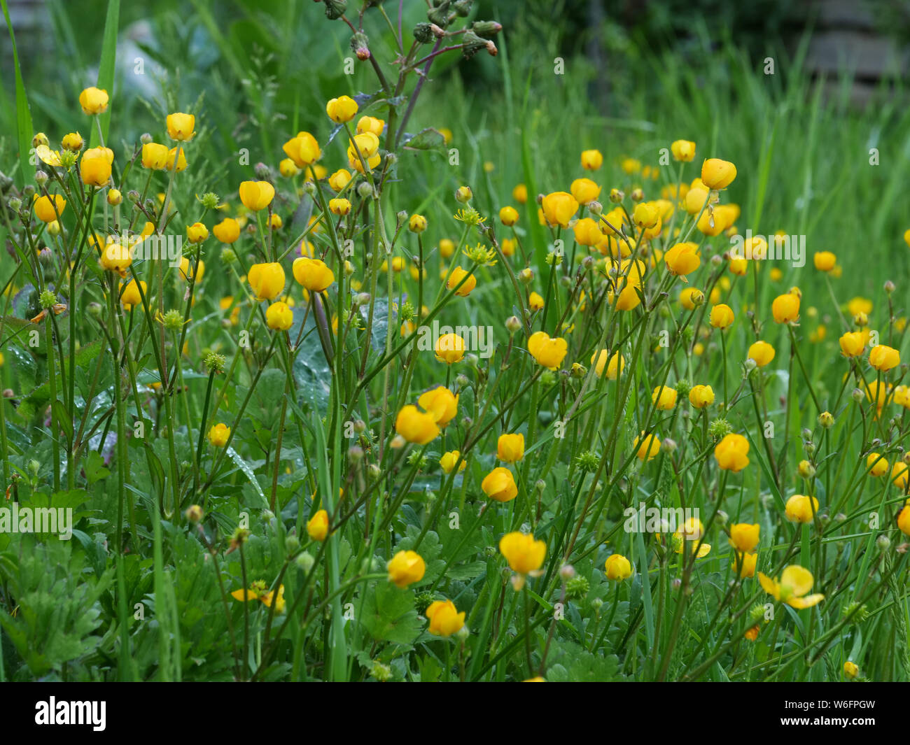Ranunculus repens hi-res stock photography and images - Alamy