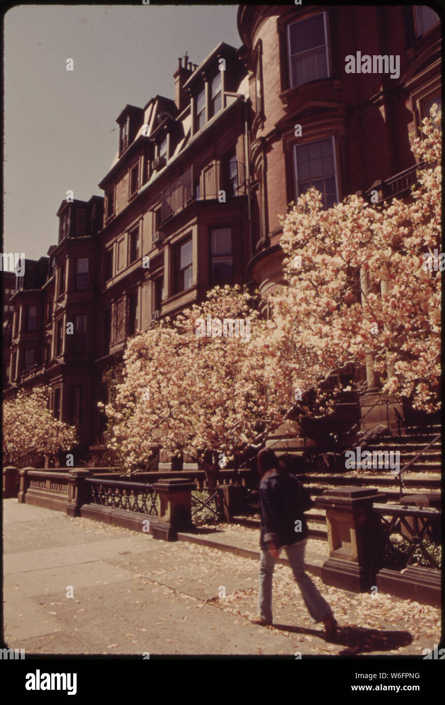COMMONWEALTH AVENUE BETWEEN ARLINGTON AND BERKELEY STREETS Stock Photo ...