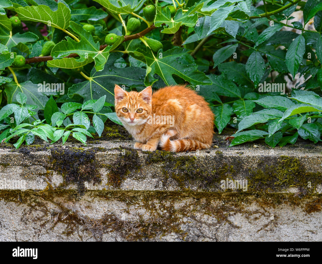Ginger cat tree hi-res stock photography and images - Alamy