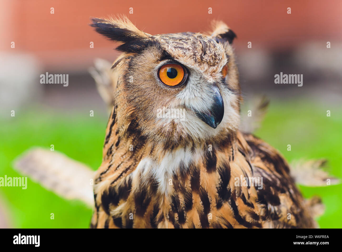 Adult Burrowing owl Athene cunicularia perched outside its burrow Stock ...