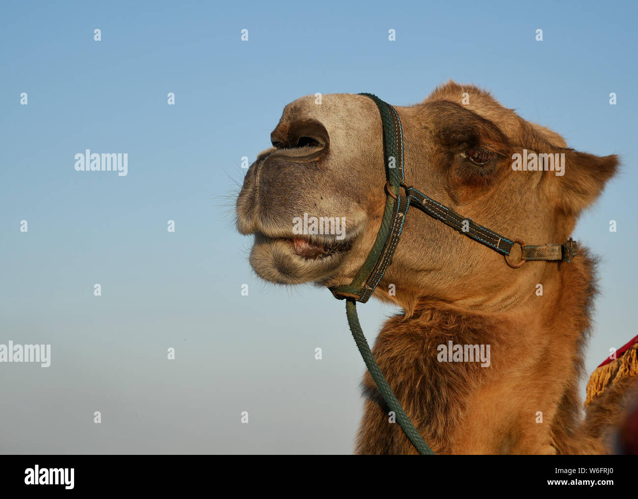 Camels head hi-res stock photography and images - Alamy