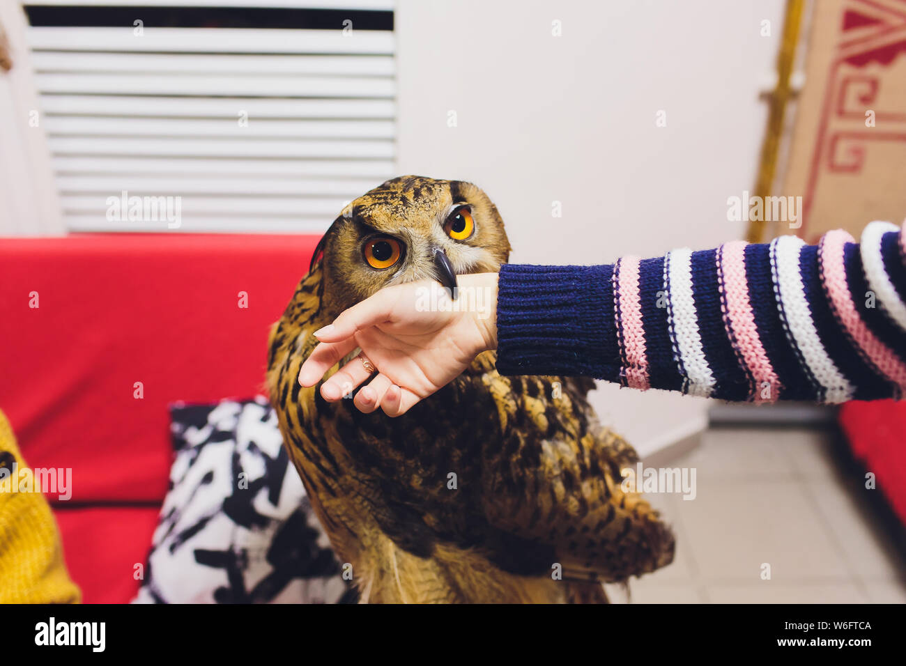 Adult Burrowing owl Athene cunicularia perched home. bites the hand ...