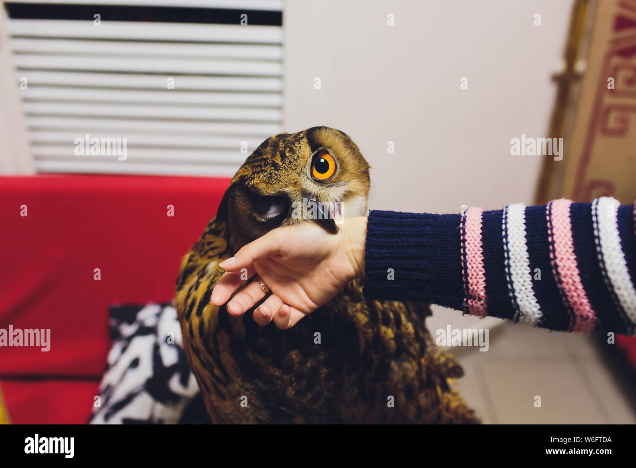 Adult Burrowing owl Athene cunicularia perched home. bites the hand ...