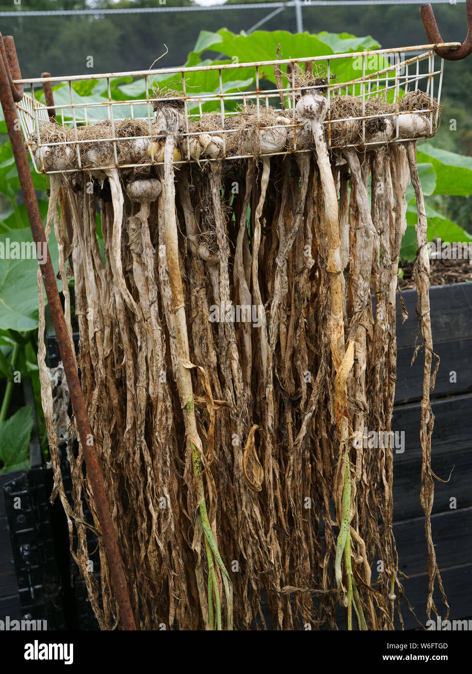 Exterior view of drying garlic hi-res stock photography and images - Alamy