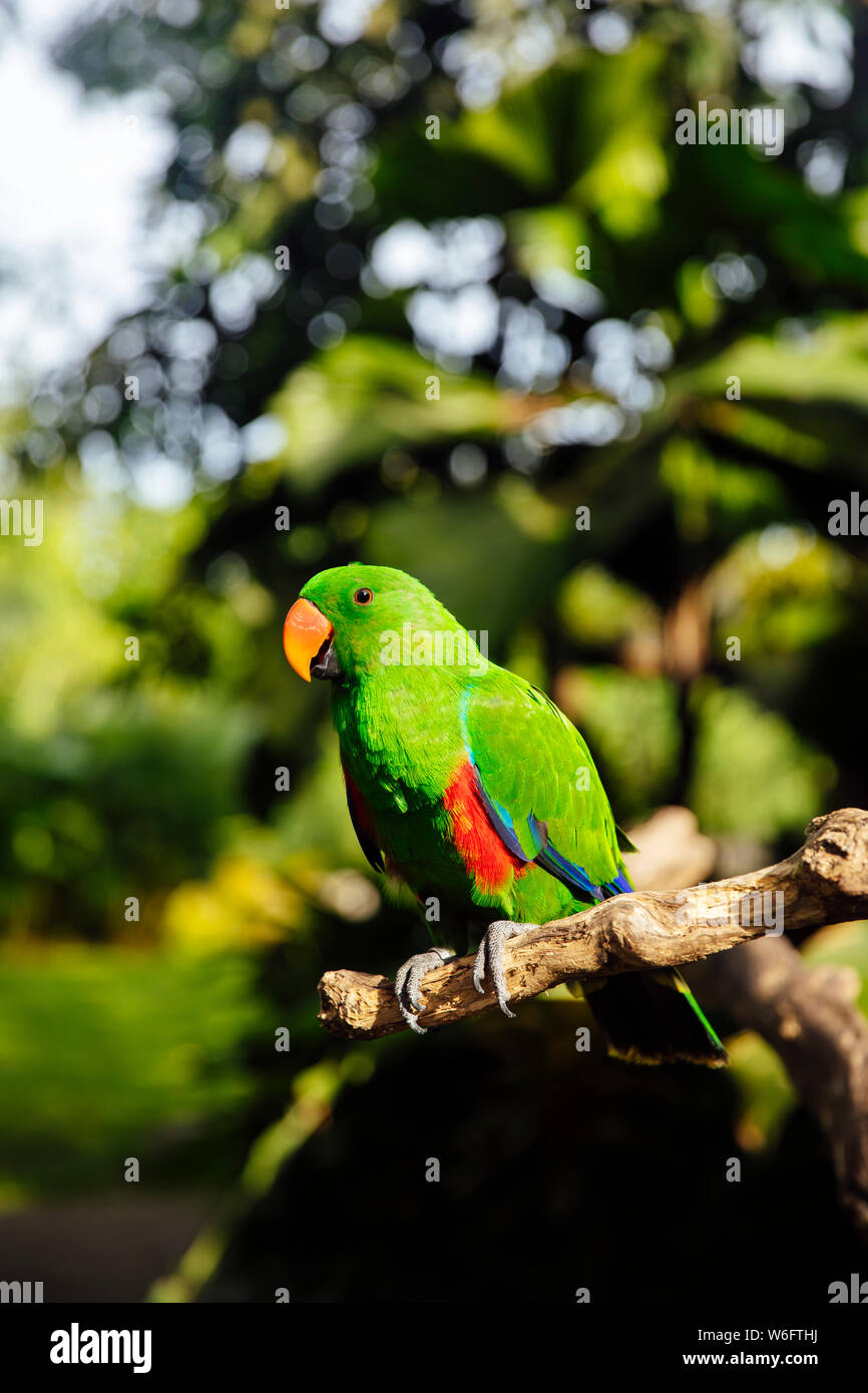 Green eclectus parrot with orange nib and red and blue feathers at Bali ...