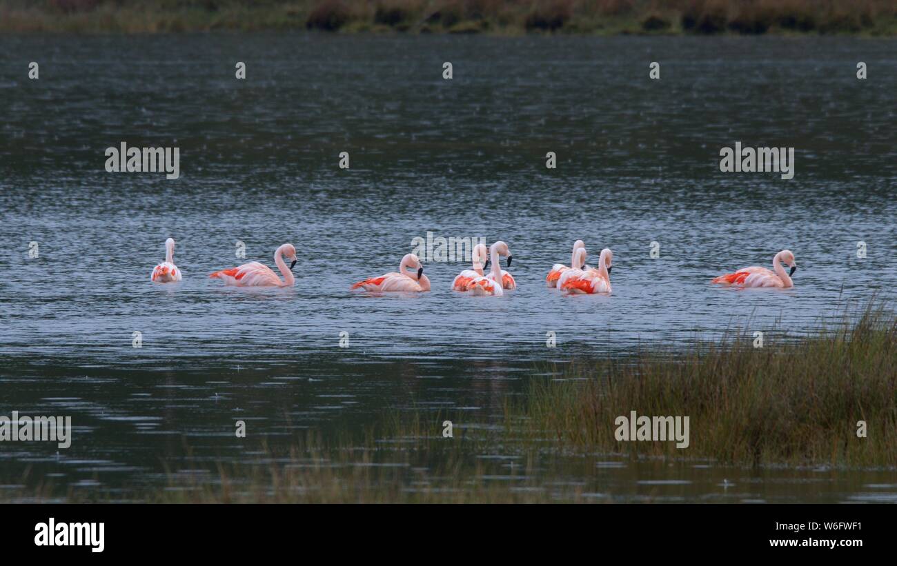 group of pink flamingos swimming under the rain in a wetland on the ...