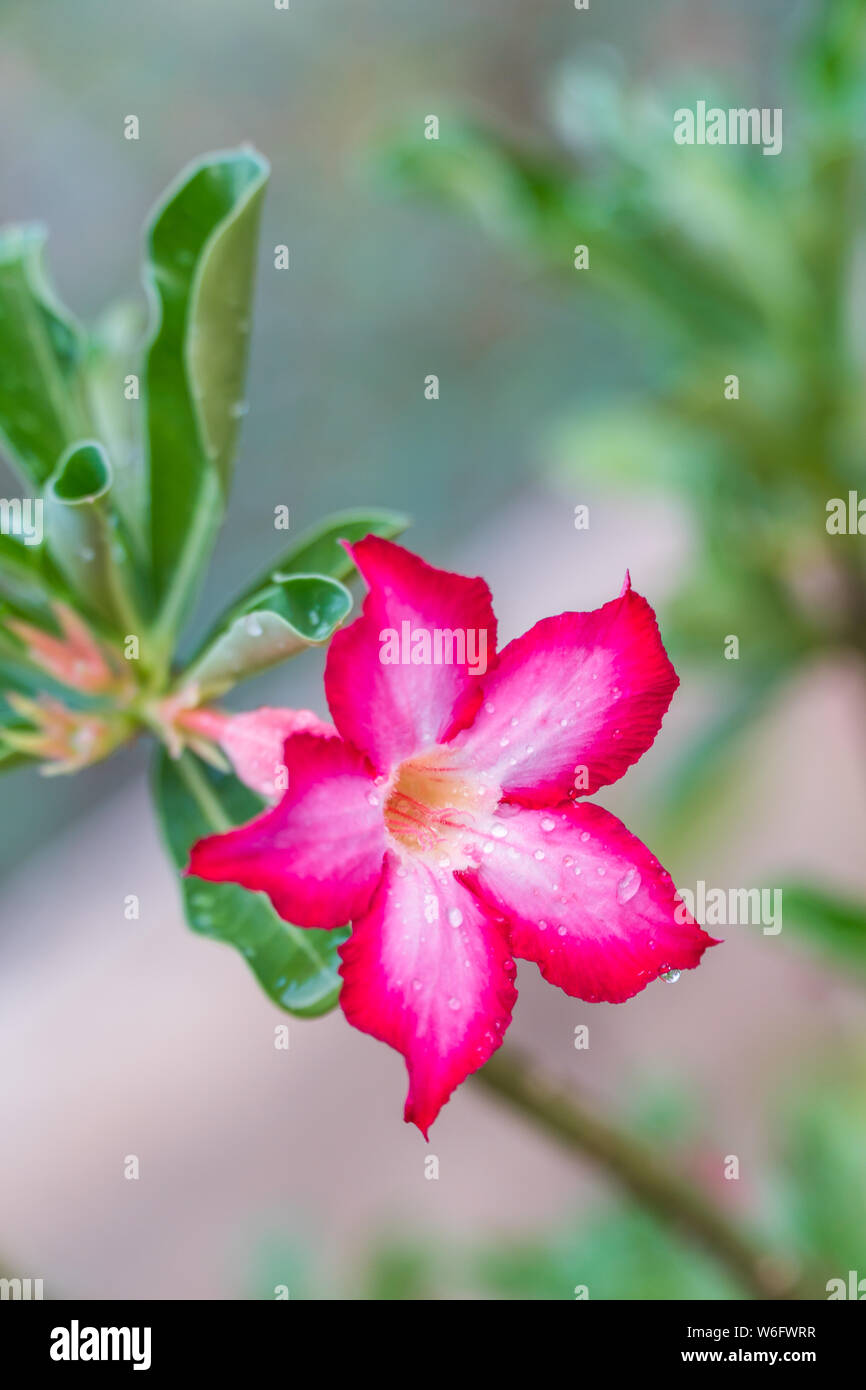 Tropical flower Pink Adenium with drop Stock Photo - Alamy