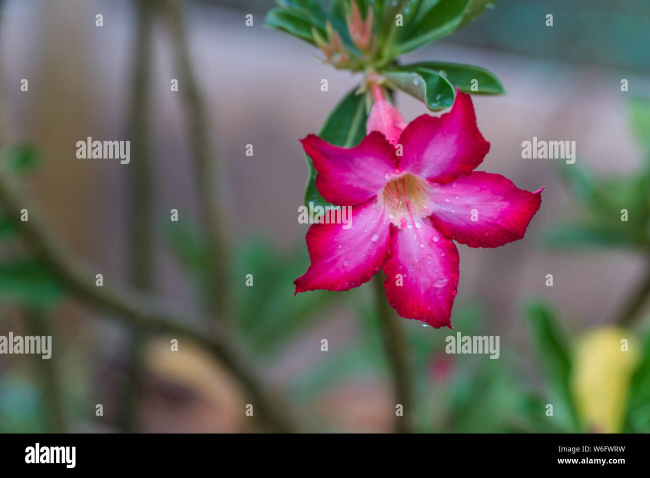 Tropical flower Pink Adenium with drop Stock Photo - Alamy