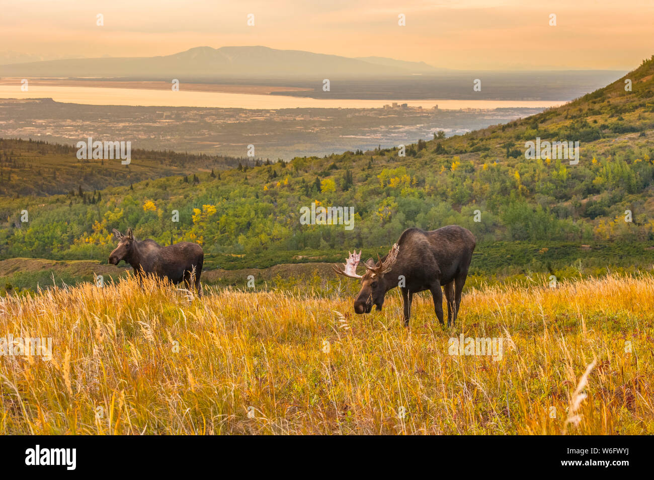 A bull Moose (Alces alces) and cow are grazing during the rut on a late ...