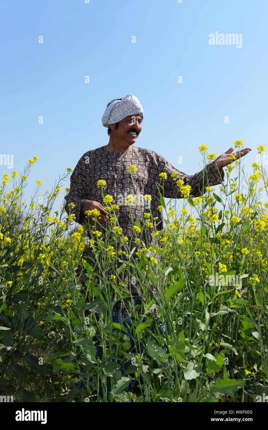 Farmer showing mustard field and smiling Stock Photo - Alamy