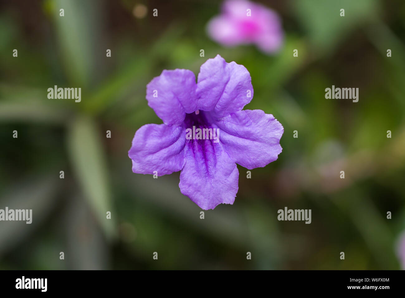 Ruellia tuberose hi-res stock photography and images - Alamy