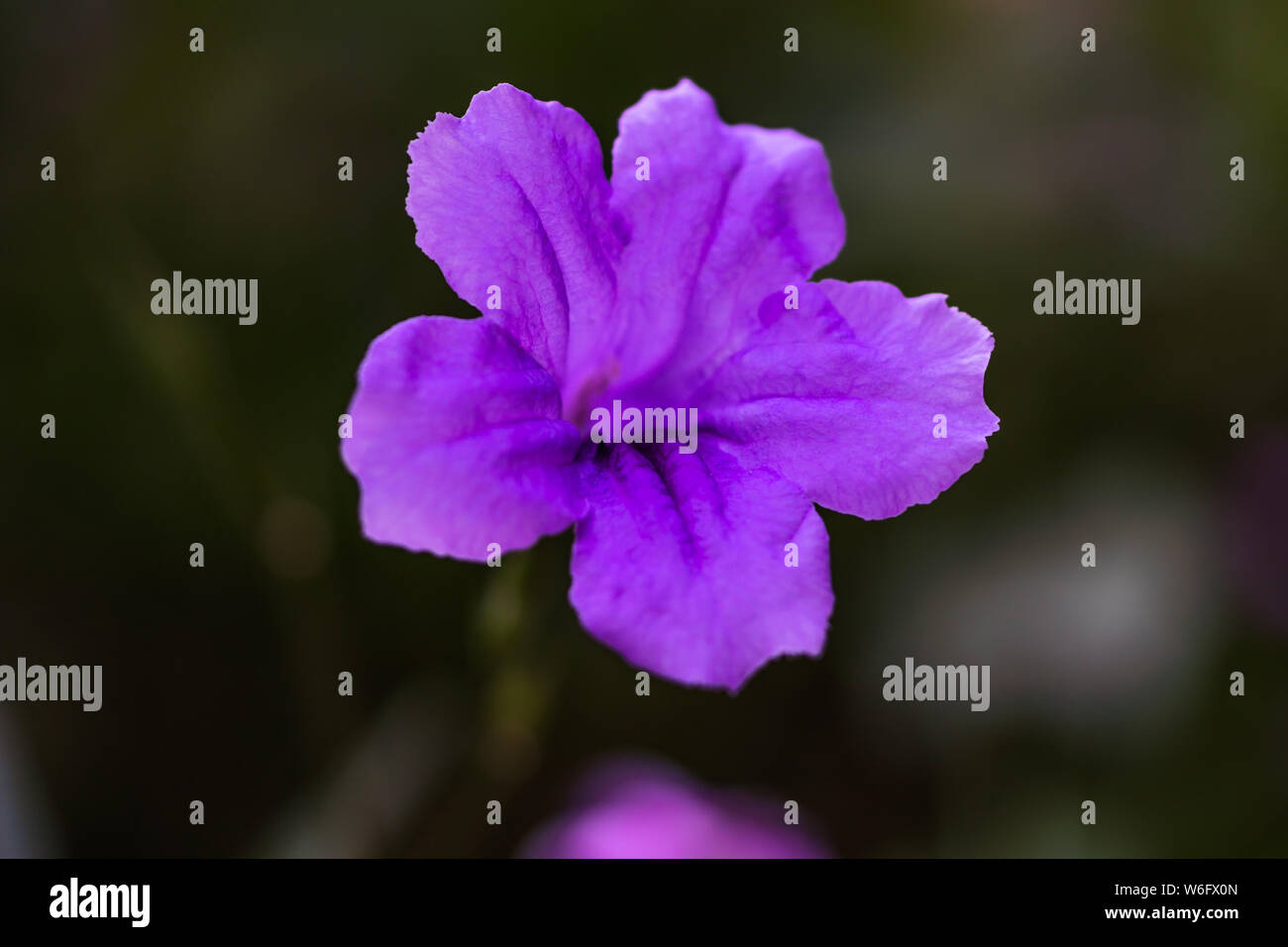 Acanthaceae flower hi-res stock photography and images - Alamy