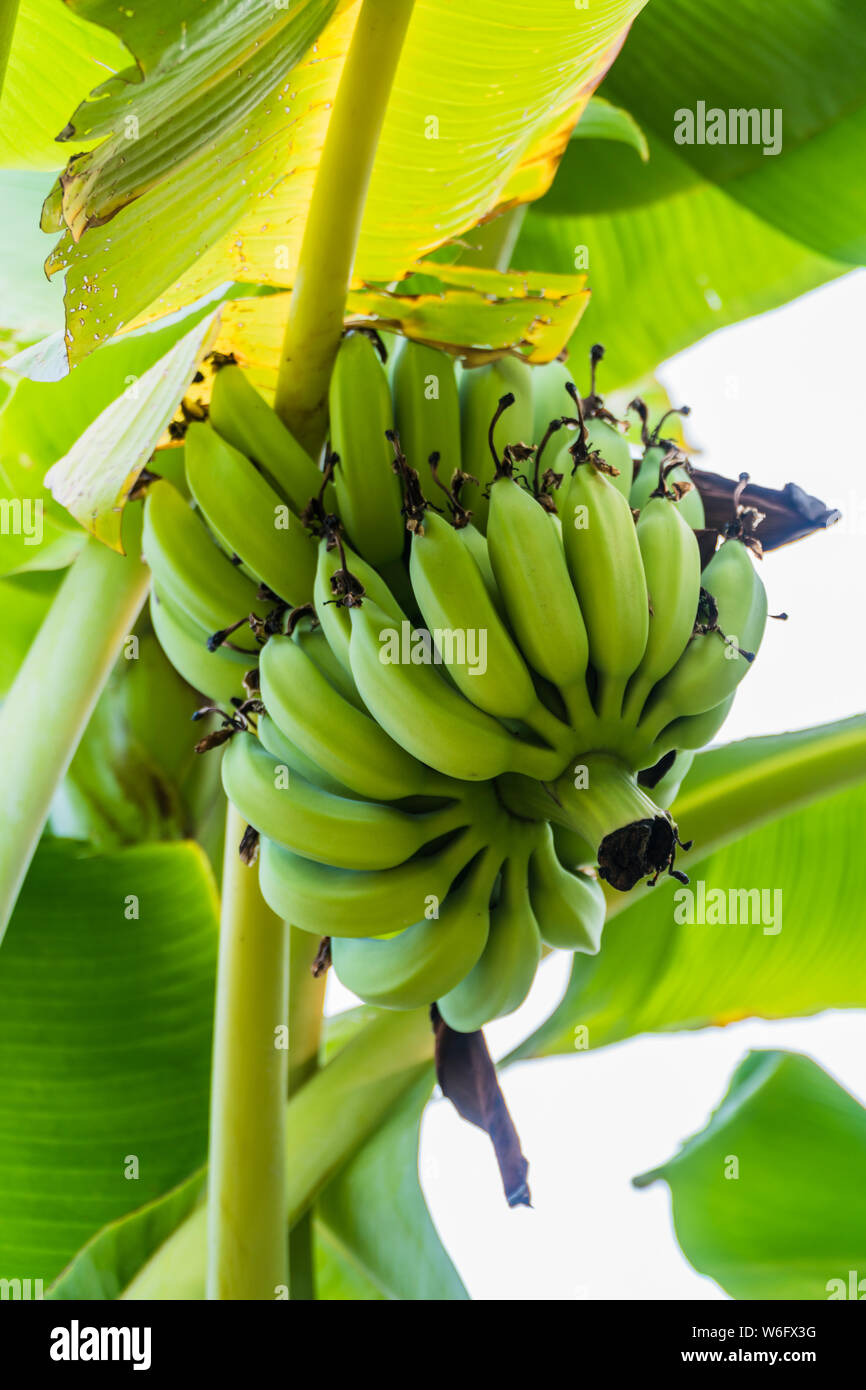 Side view of Banana bunch of raw on banana tree Stock Photo - Alamy