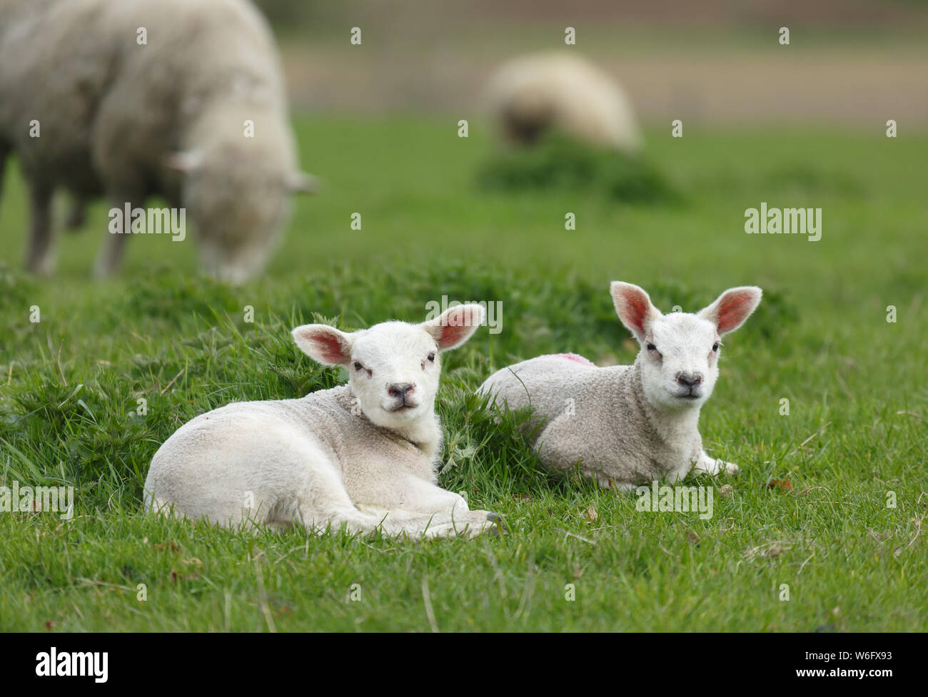 Cute animals uk hi-res stock photography and images - Alamy