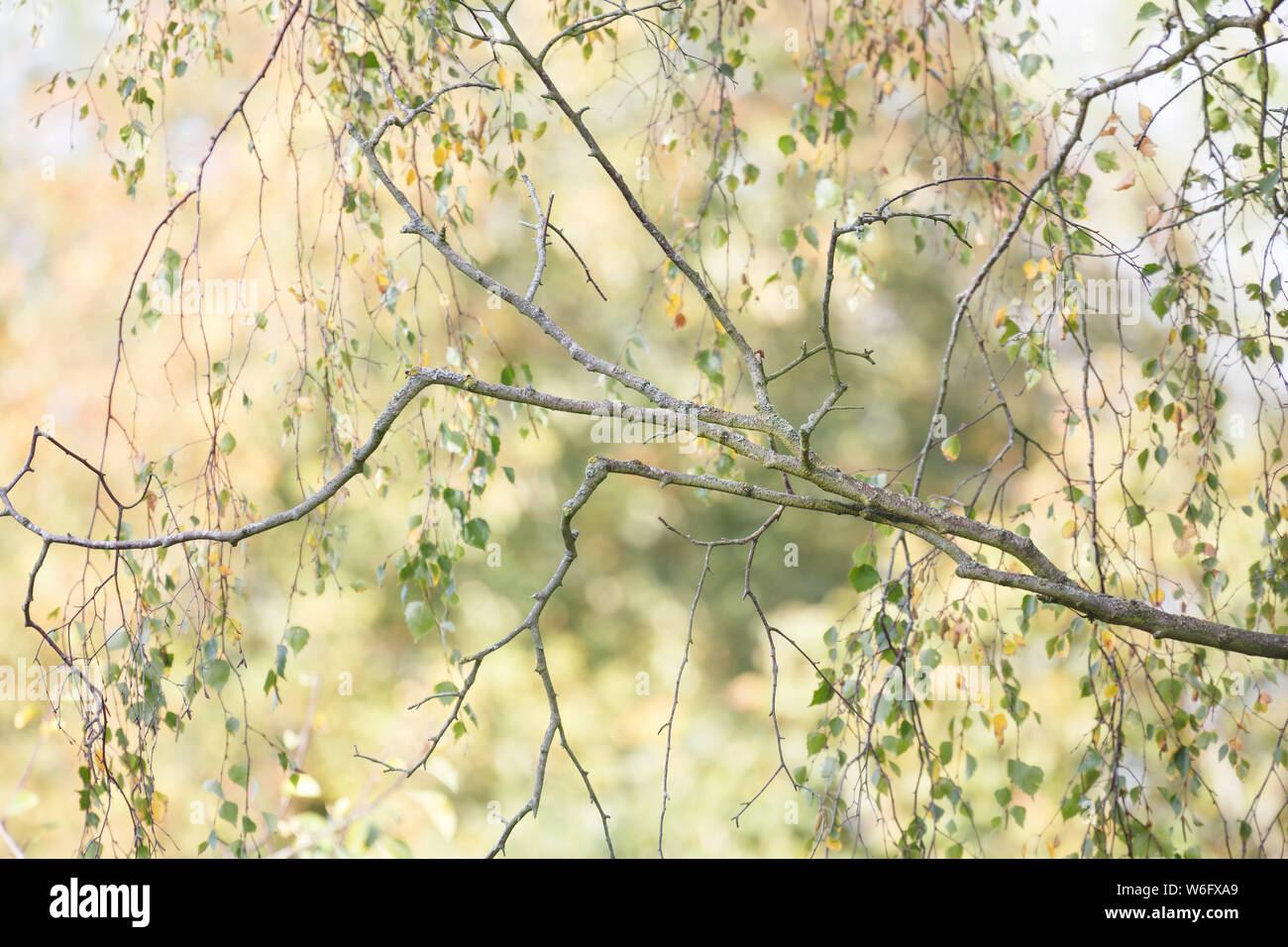 Closeup of silver birch leaves and tree branches with pastel autumn ...