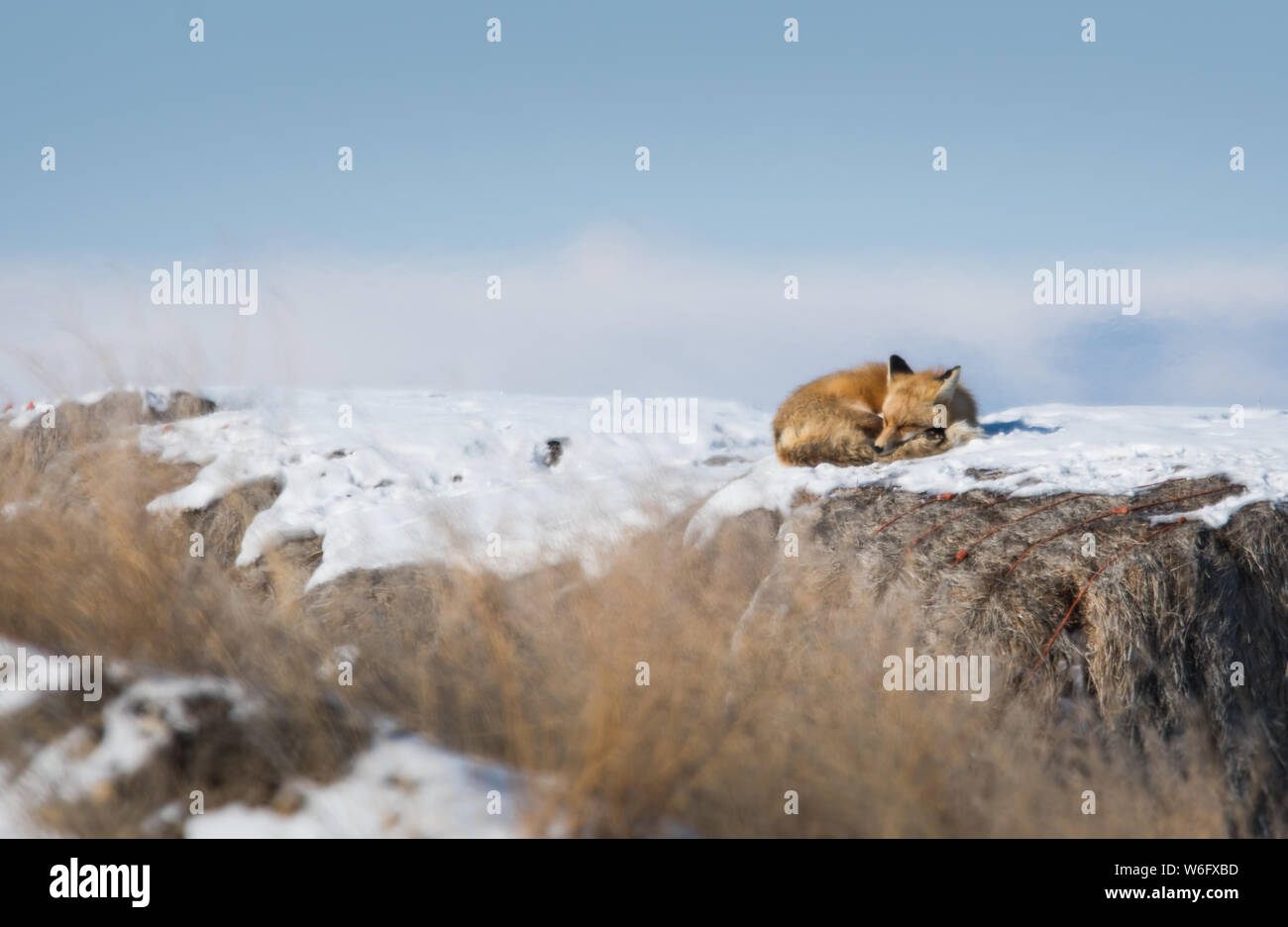 red fox on bale of hay Stock Photo - Alamy