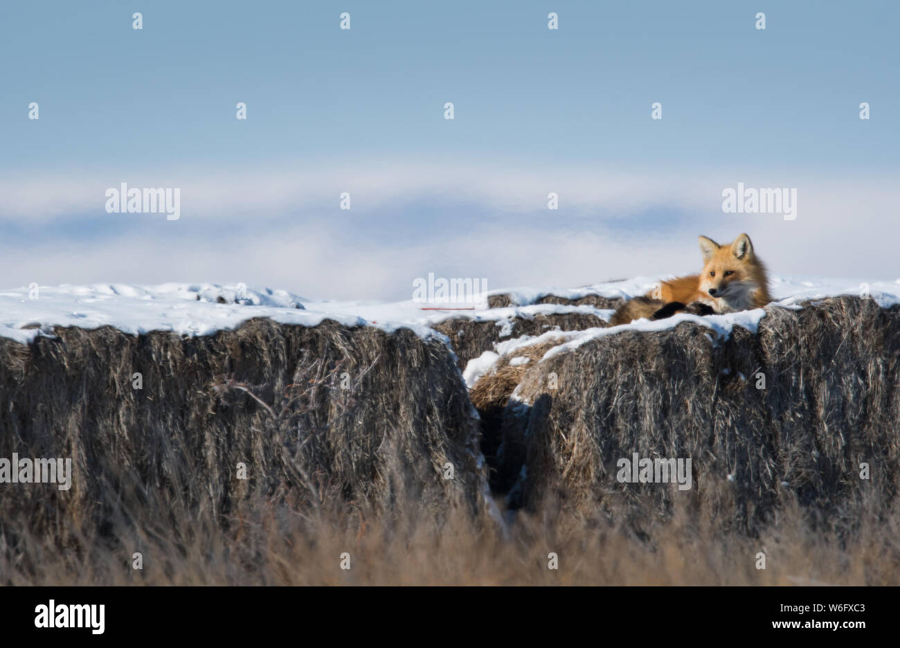 red fox on bale of hay Stock Photo - Alamy