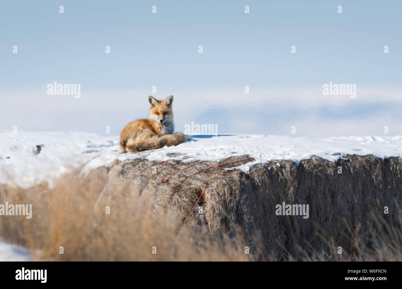 red fox on bale of hay Stock Photo - Alamy