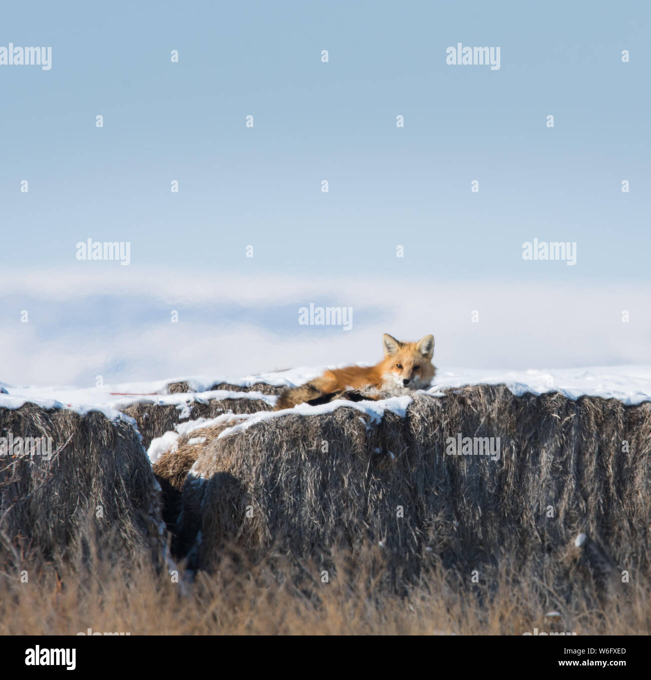 red fox on bale of hay Stock Photo - Alamy