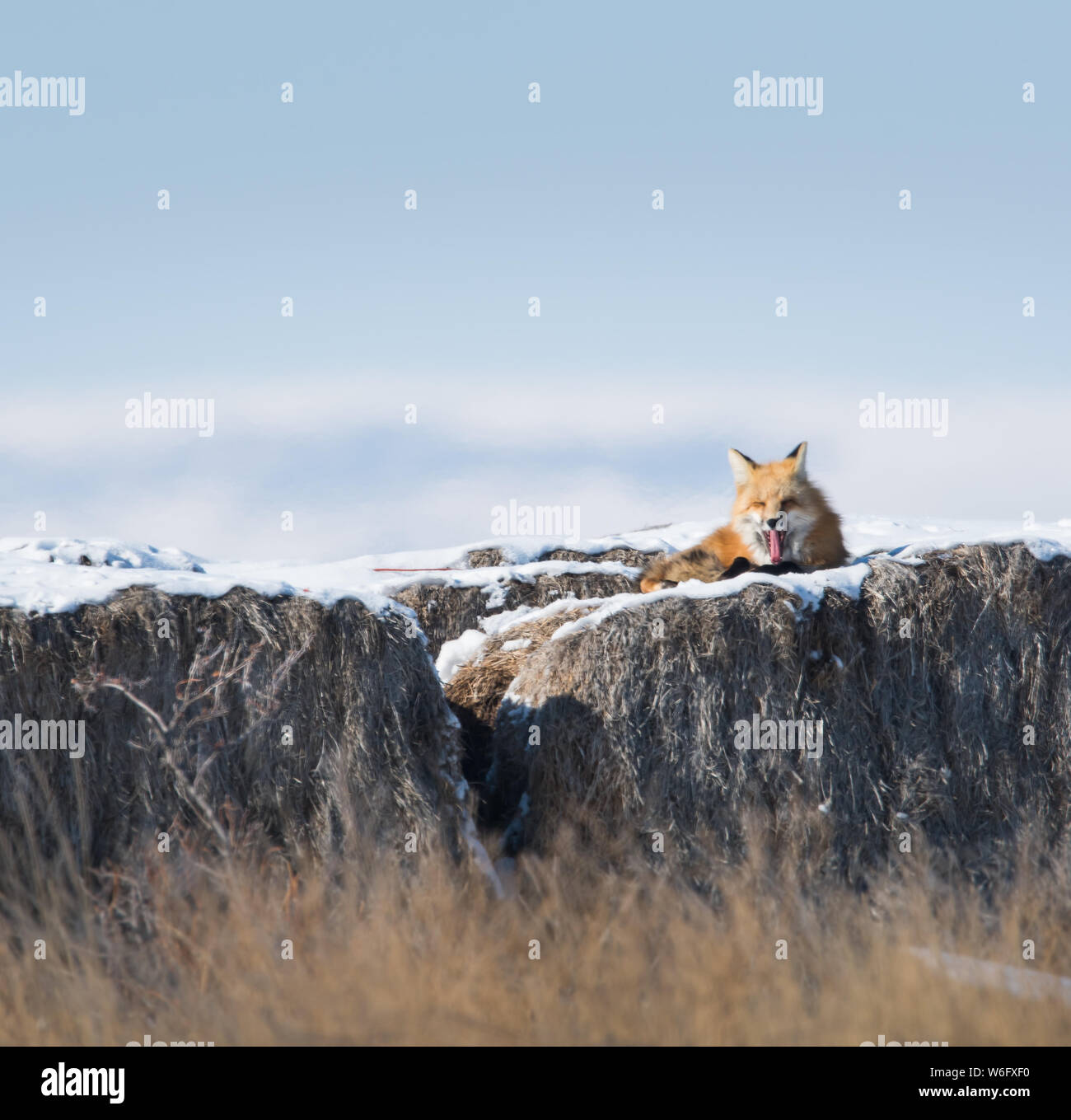 red fox on bale of hay Stock Photo - Alamy