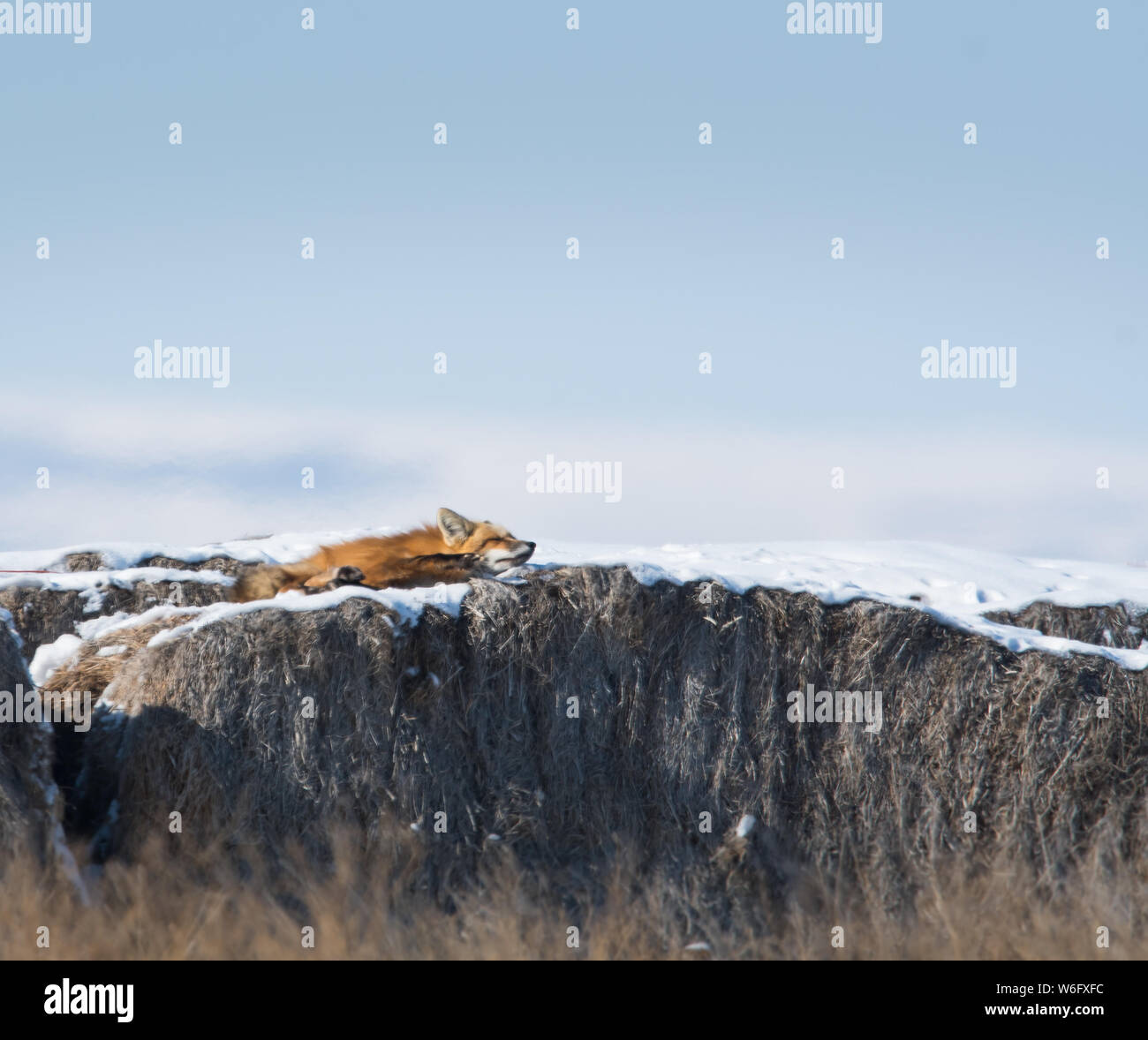 red fox on bale of hay Stock Photo - Alamy