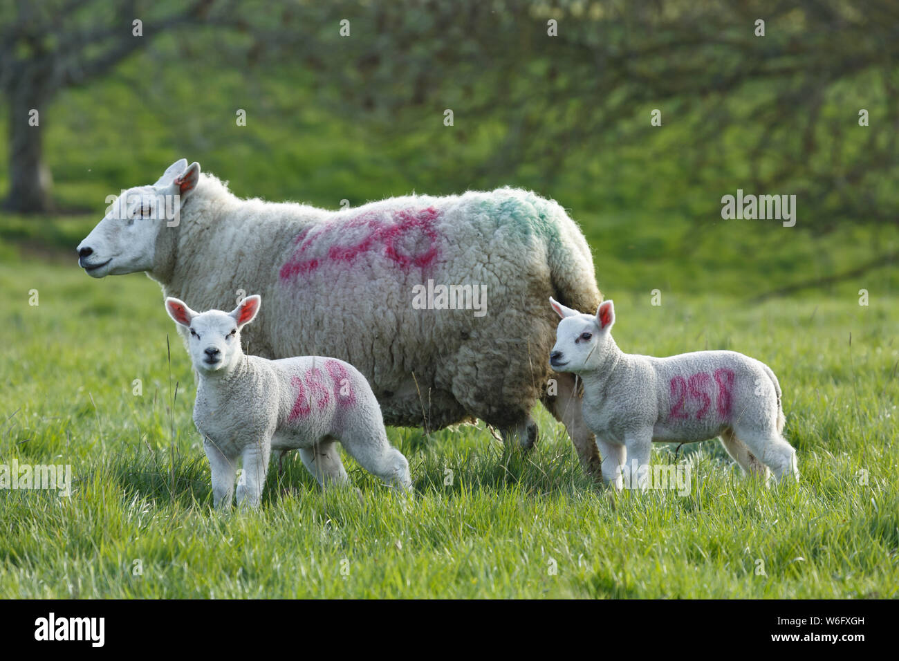 Ewe, female sheep, and lambs in a field in UK Stock Photo - Alamy