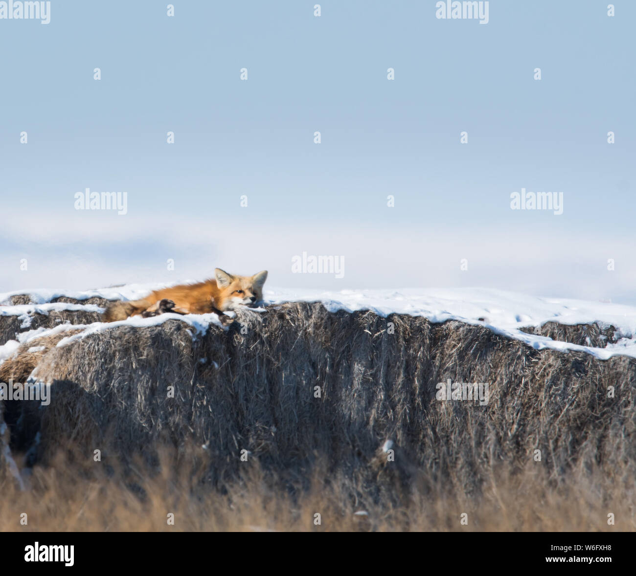 red fox on bale of hay Stock Photo - Alamy