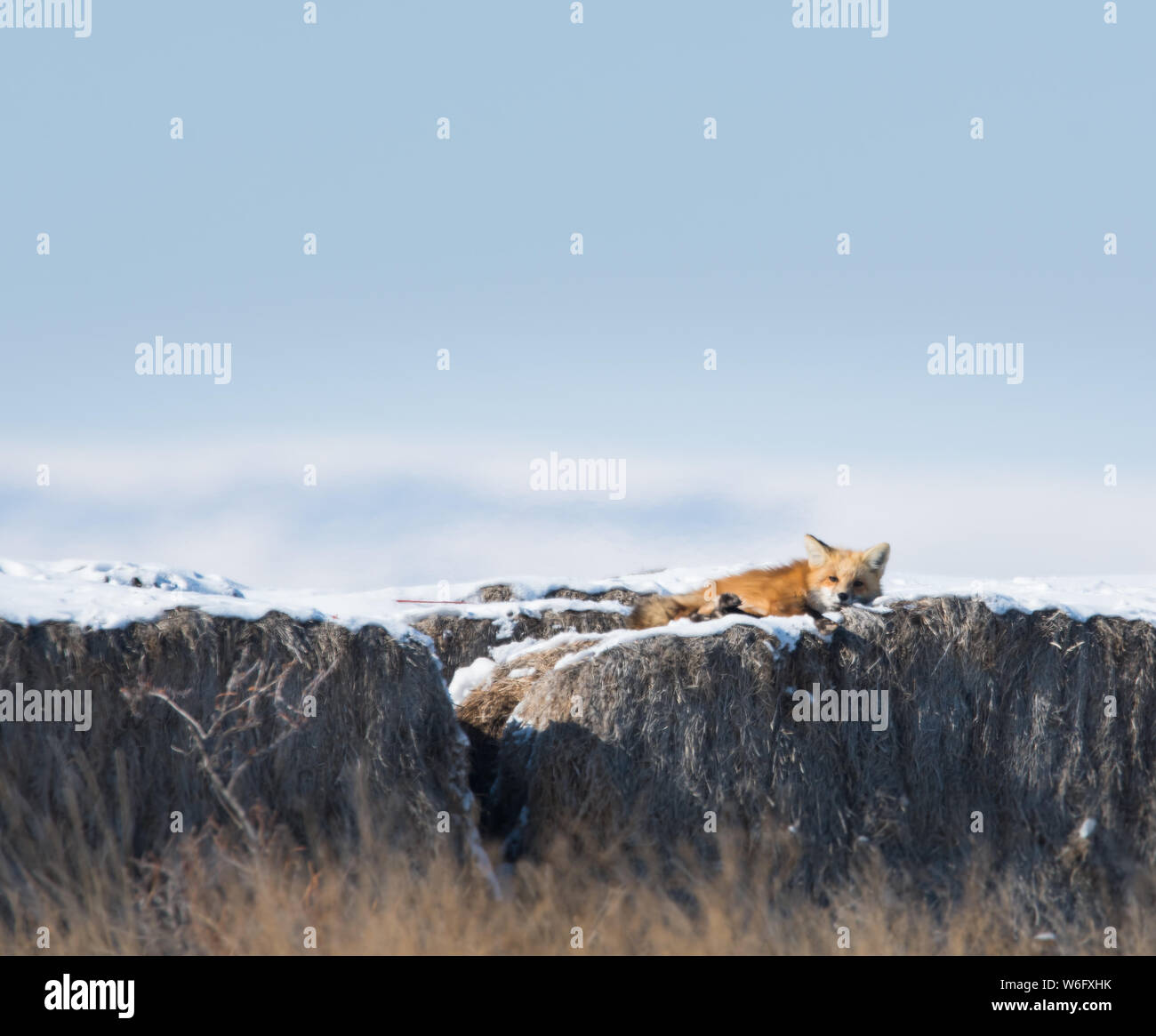 red fox on bale of hay Stock Photo - Alamy