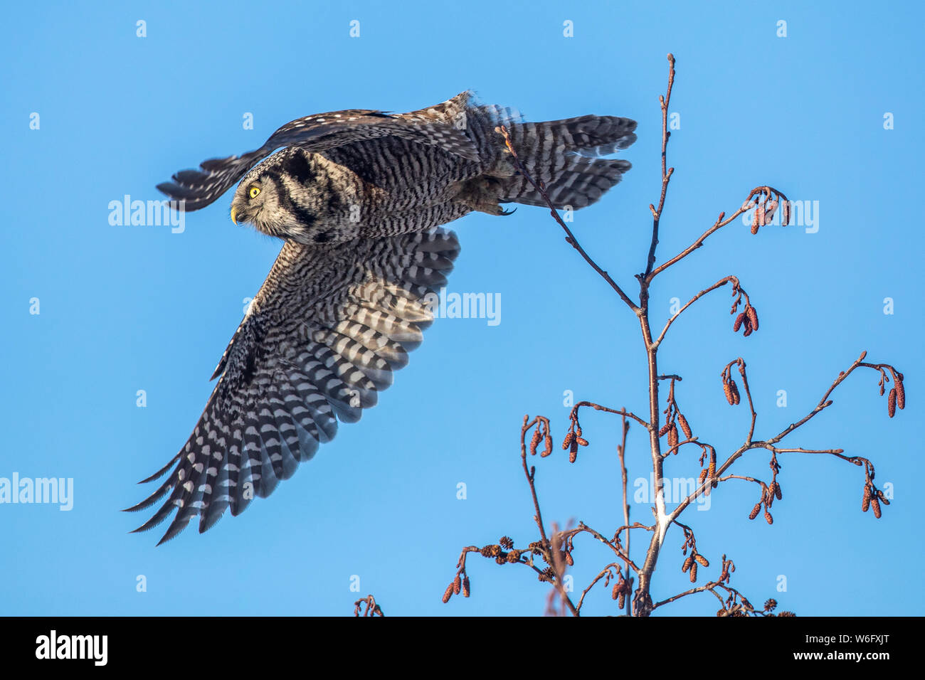 Owl prey attack hi-res stock photography and images - Alamy