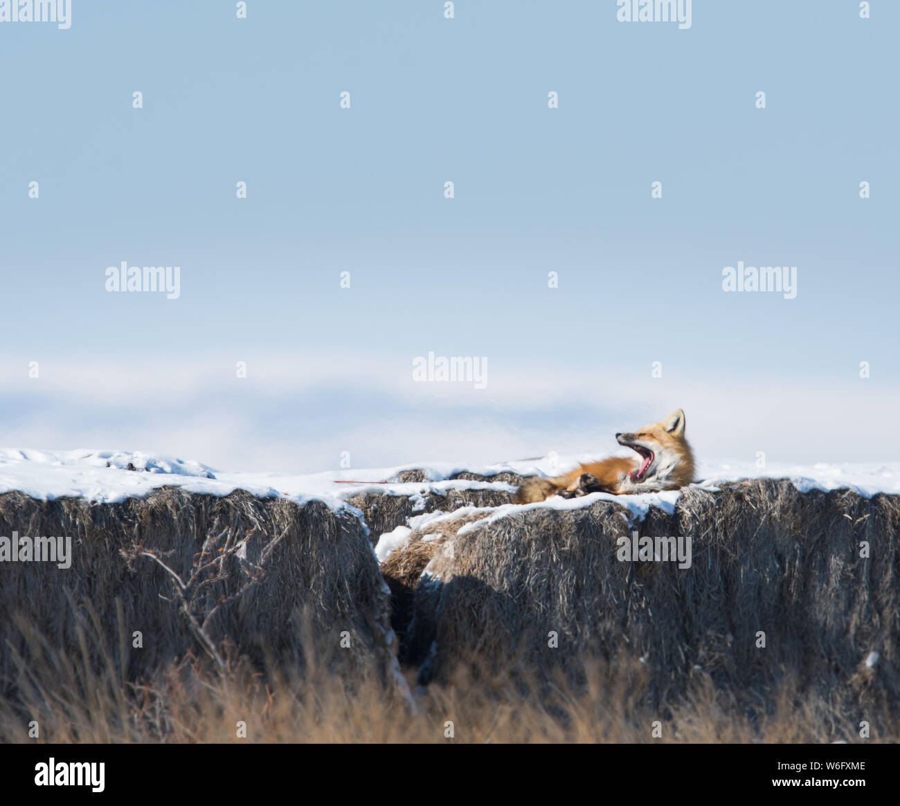 red fox on bale of hay Stock Photo - Alamy