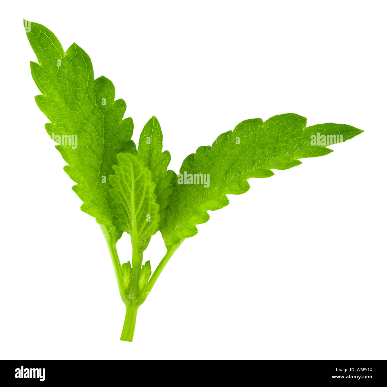 fresh green leaf of melissa isolated on white background Stock Photo ...