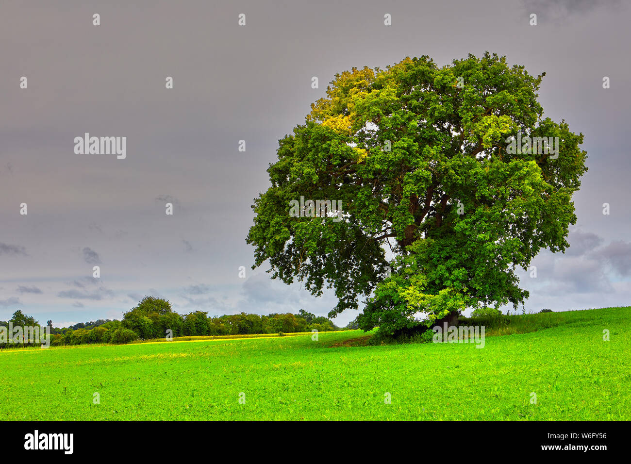 Image of a green field with a big tree hi-res stock photography and ...