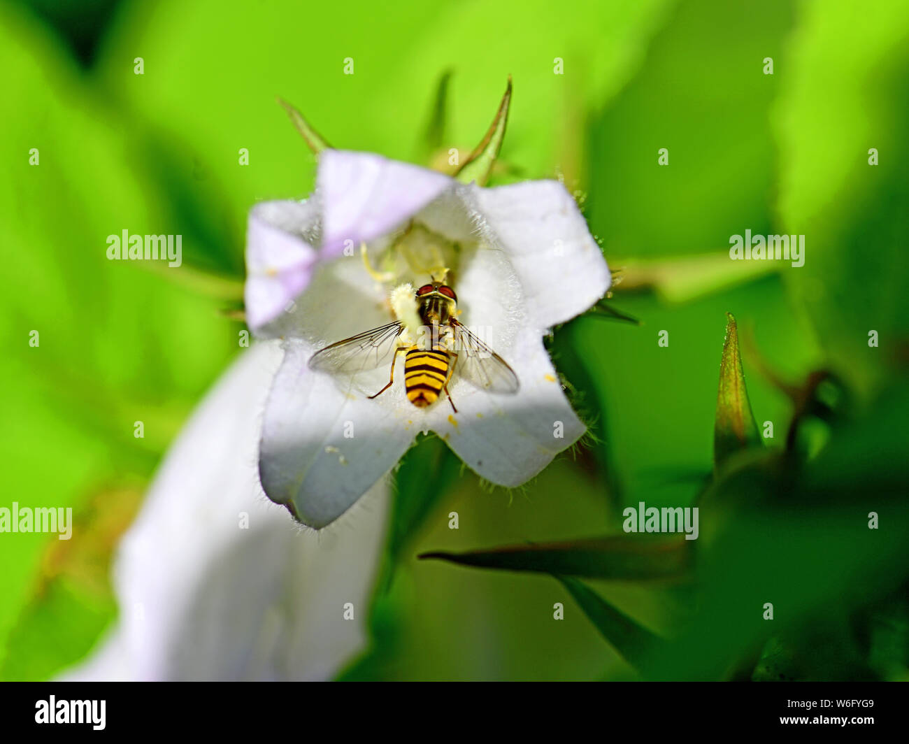 Single lone bee wasp fertilising flower with dramatic white leaves ...