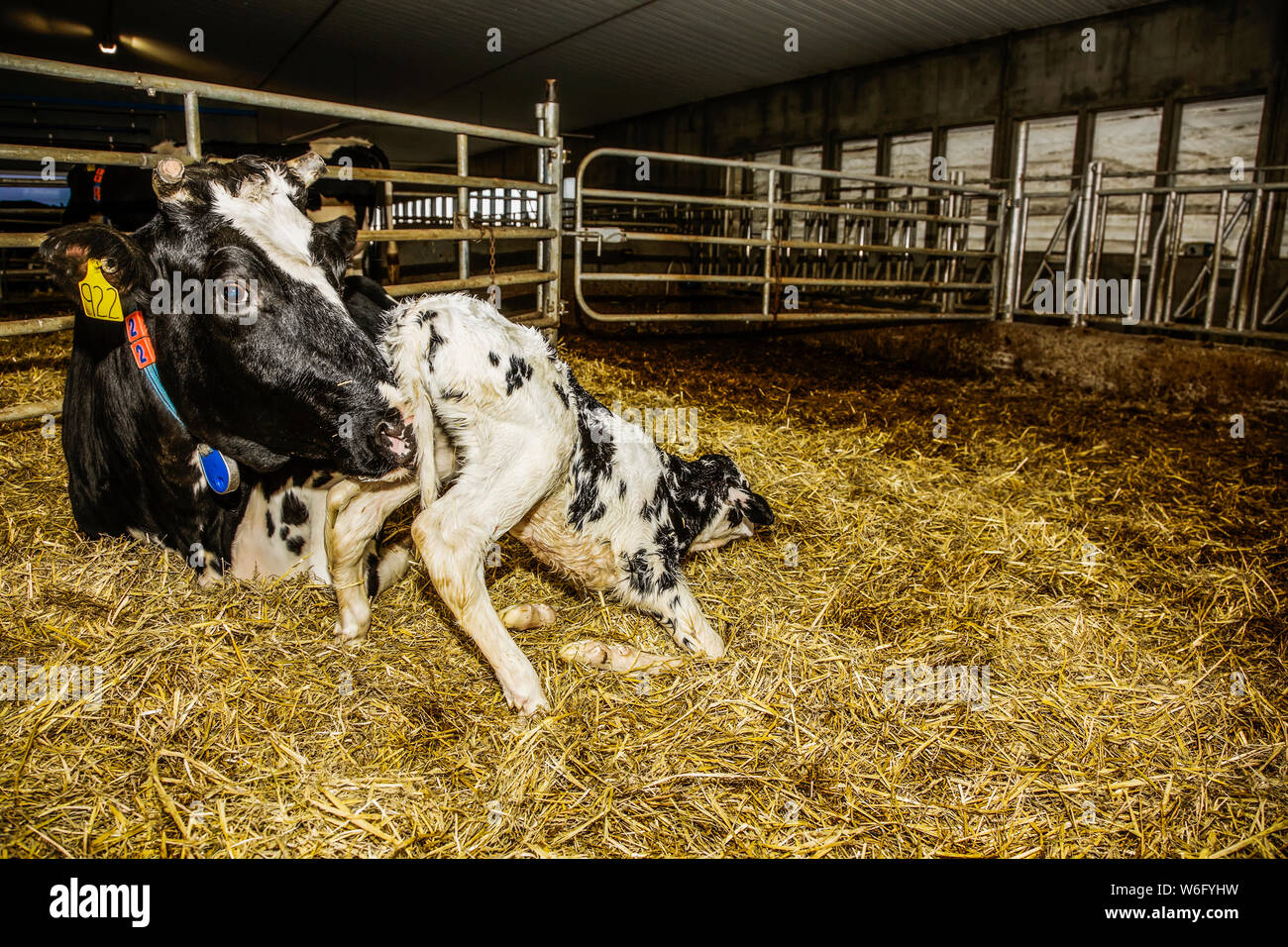 Holstein cow with her newborn calf in a pen on a robotic dairy farm, North of Edmonton; Alberta ...