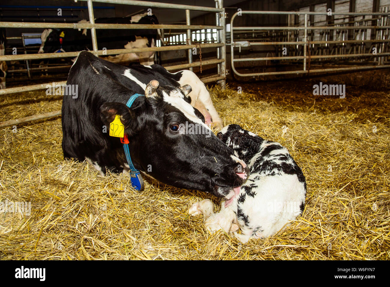 Holstein cow with her newborn calf in a pen on a robotic dairy farm, North of Edmonton; Alberta ...