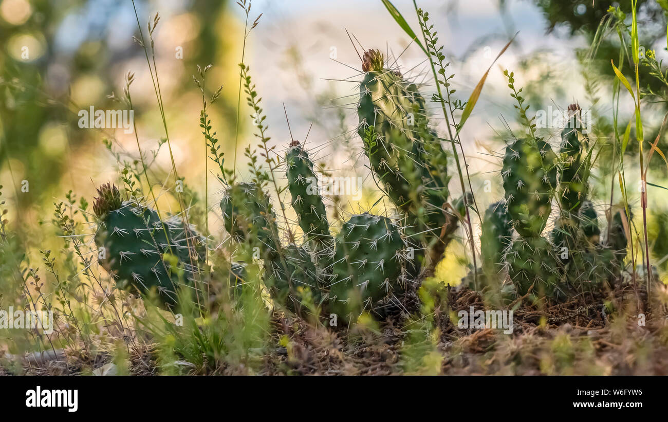 Panorama frame Cactus with thin sharp spikes thriving in the wilderness ...