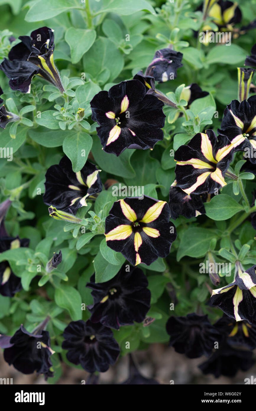 Petunia x hybrida. Petunia 'Phantom' flowers Stock Photo - Alamy