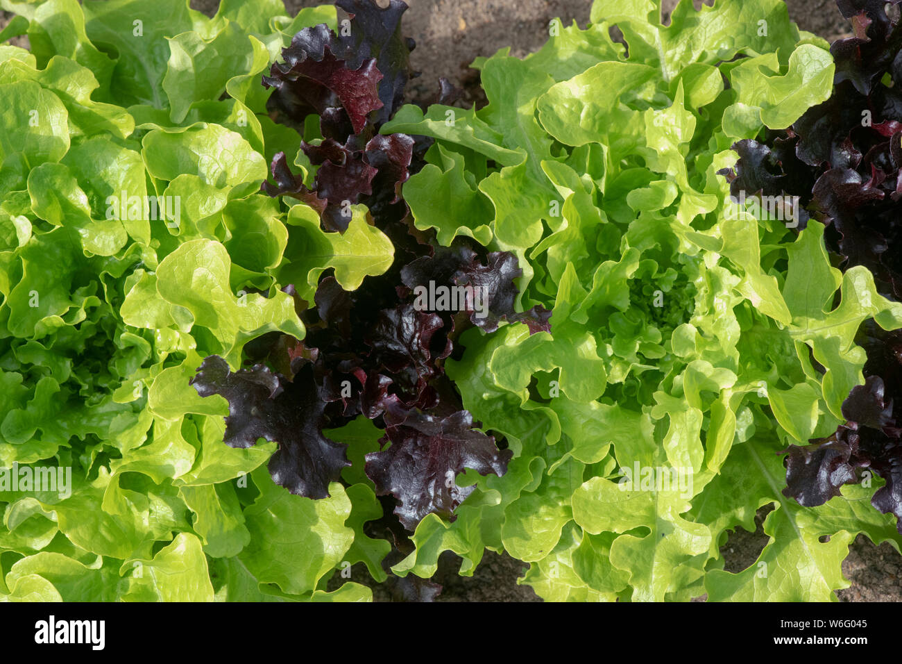 Dark vegetable hi-res stock photography and images - Alamy