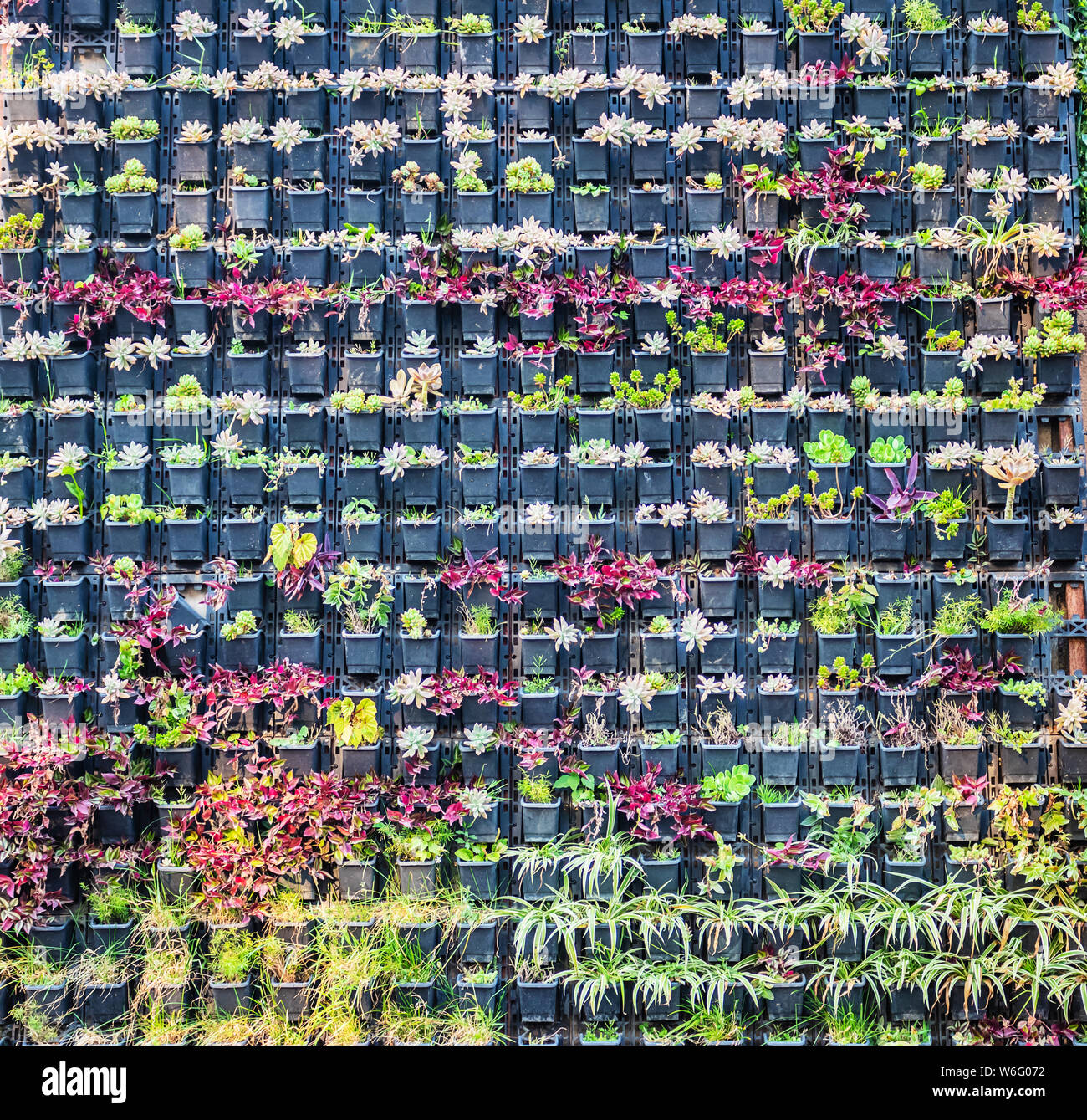 lots of Green plants in a pot Mussoorie India Stock Photo - Alamy