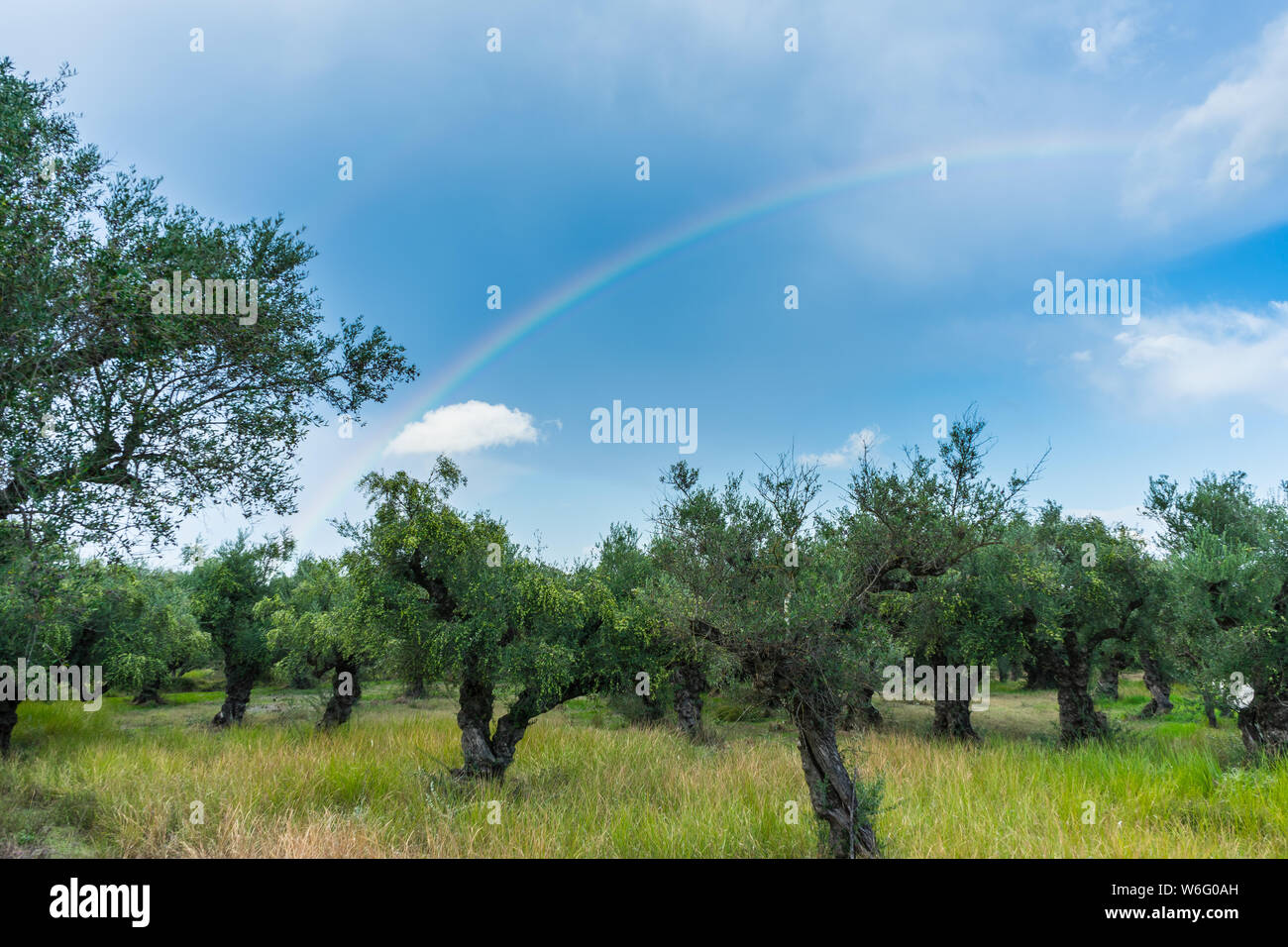 Tree trees rainbow peace hi-res stock photography and images - Alamy
